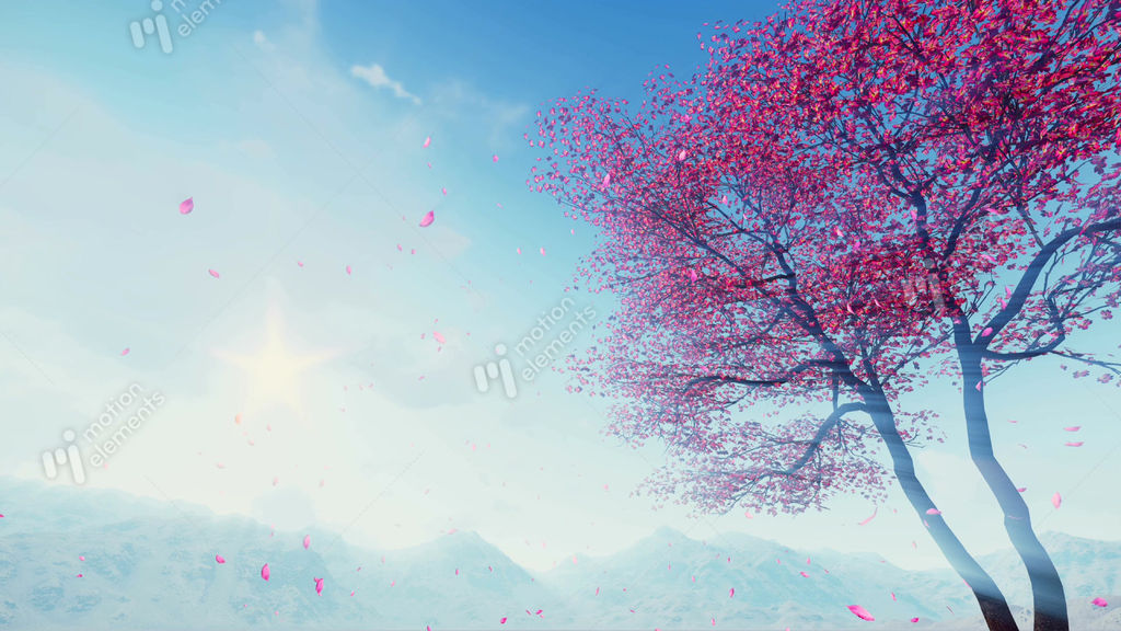 Petals Falling From Flowering Sakura Tree In Slow Motion Stock video ...