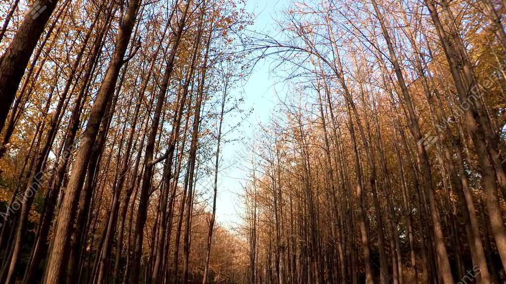 Seoul Forest In Seoul, Korea Stock video footage | 8996137