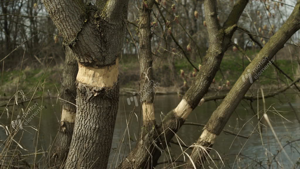 Girdling To Kill Tree With River Background Stock video footage | 10353186