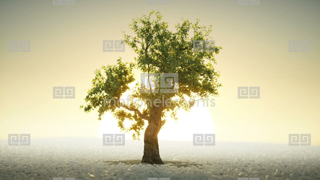Bonsai Tree Growing Time Lapse Animation Under The Rising Sun Stock ... Bonsai Tree Growing Time Lapse Animation Under The Rising Sun Stock ...