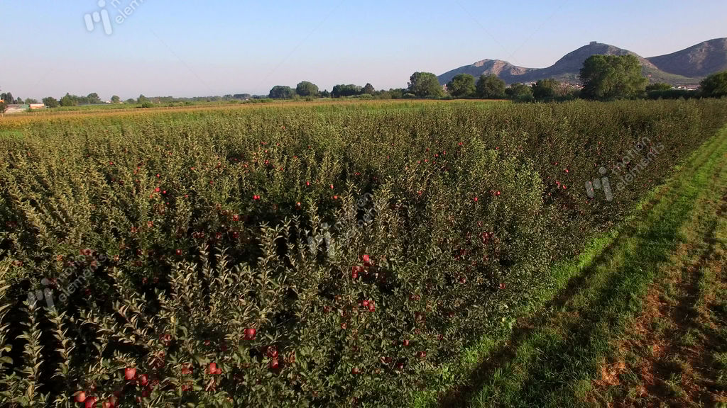Aerial View Over The Red Apple Trees At Sunrise Stock video footage ...