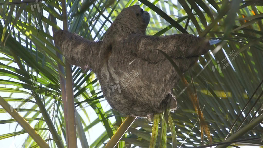 Sloth In A Palm Tree Stock video footage | 10928866