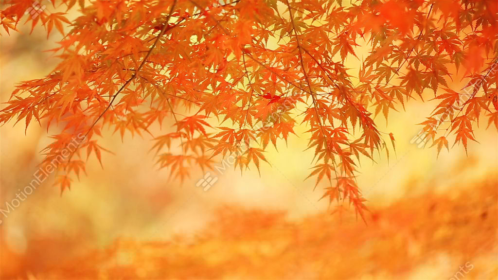 Blurred Autumn Background