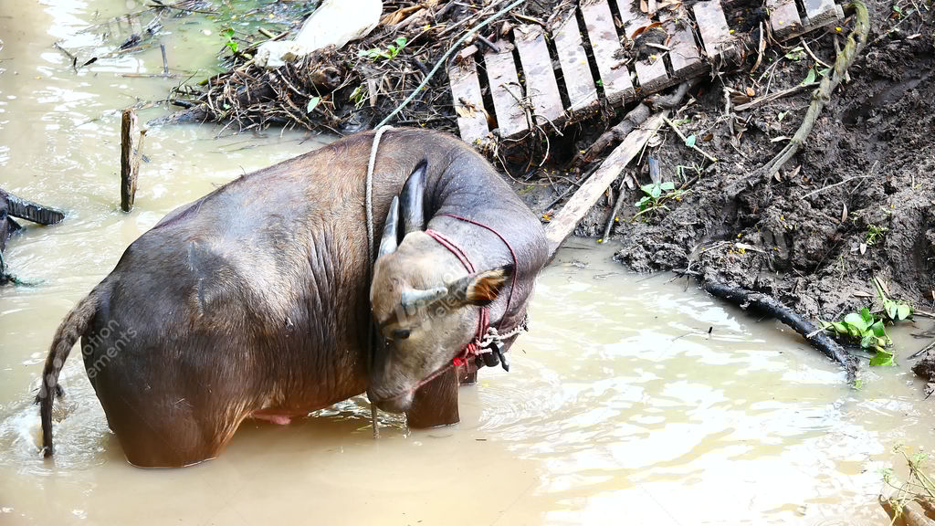 Wildlife Viedo Buffalo Dip In Water Or Swimming In The Canal, And The ...