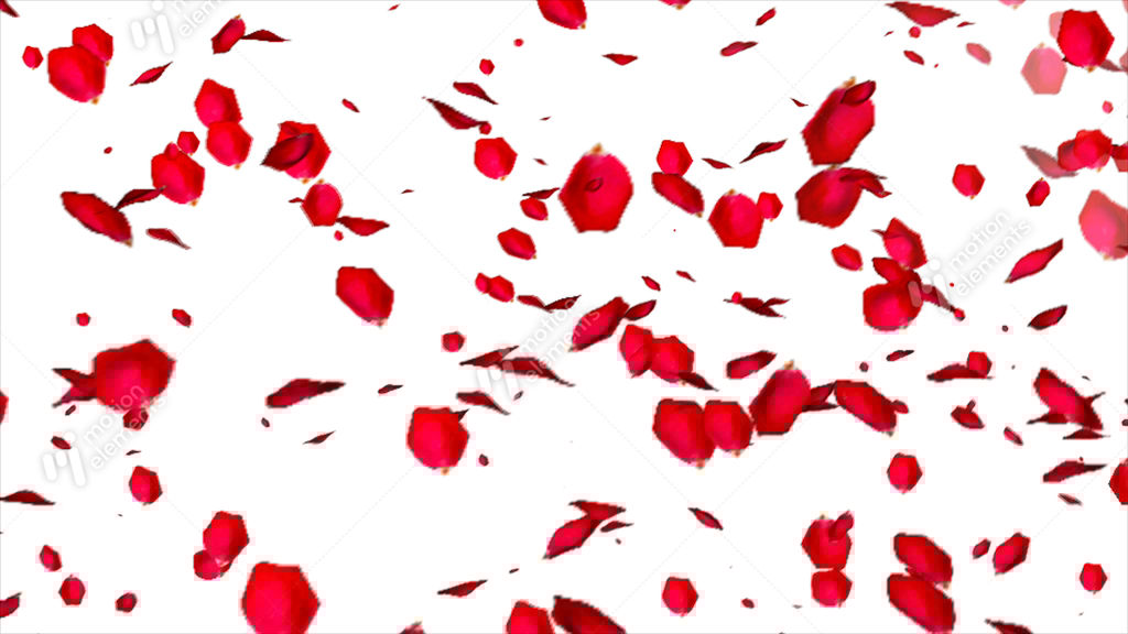 Falling Rose Petals On White Background Stock video footage | 11290983