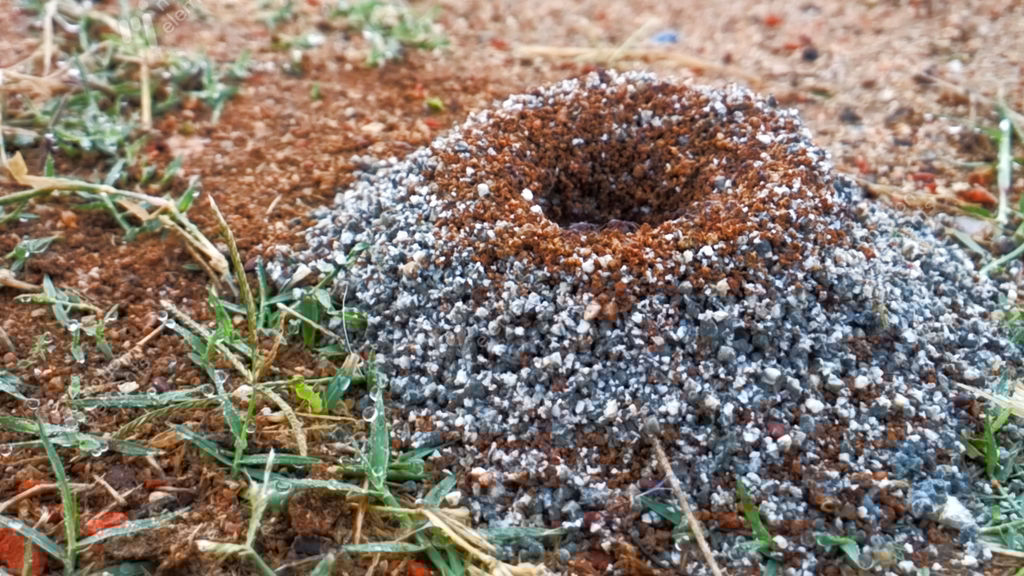 Ground Ants Building Anthill In Shape Of Cone Of Volcano Stock video ...