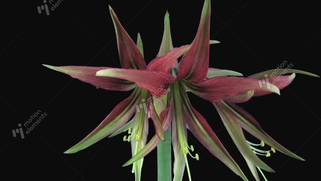 Time-lapse Of Amaryllis Hippeastrum Cybister Tango In RGB + ALPHA Matte ...