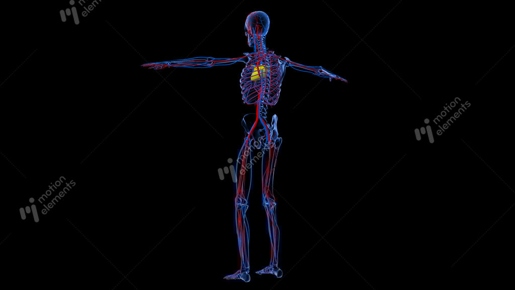 Full Body Medical Footage With X-ray View Showing Skeletal And ...