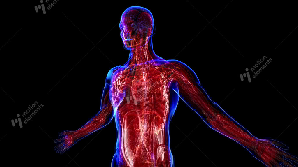 Muscular System Stock Animation | 1591930