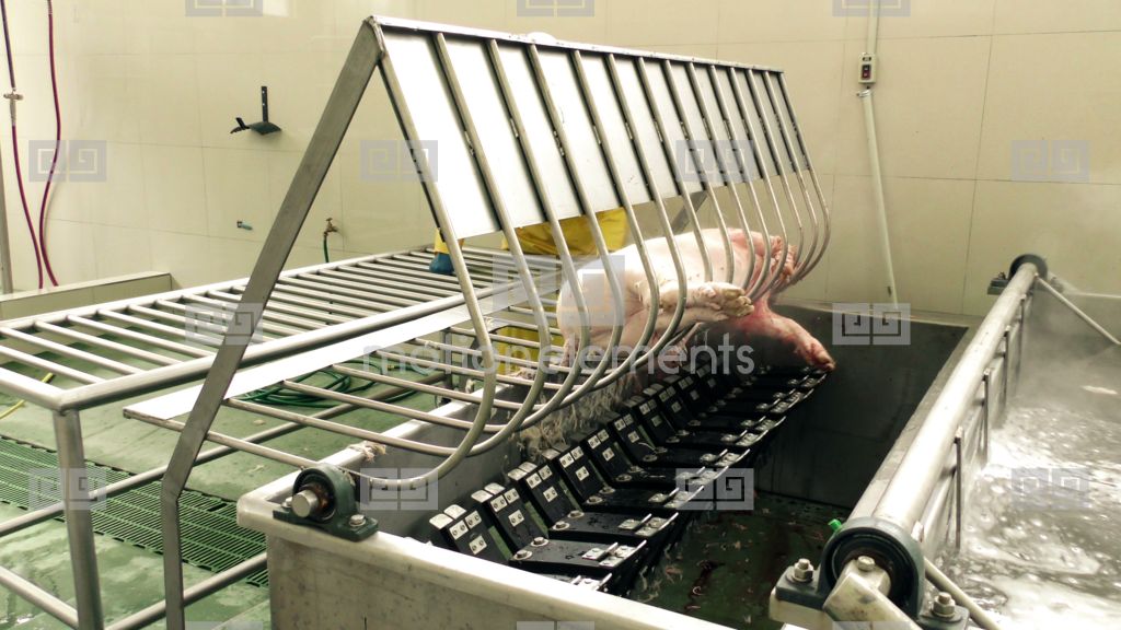 Pig Cleaning By Industrial Machine In Slaughterhouse Stock video ...