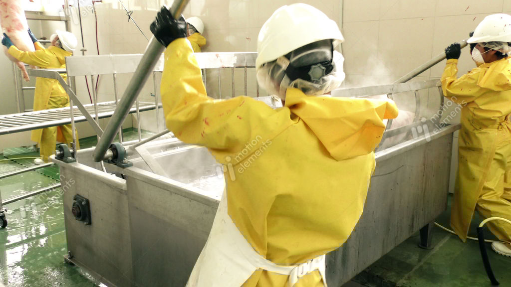 Pig Scalding In Slaughterhouse Stock video footage | 8350526