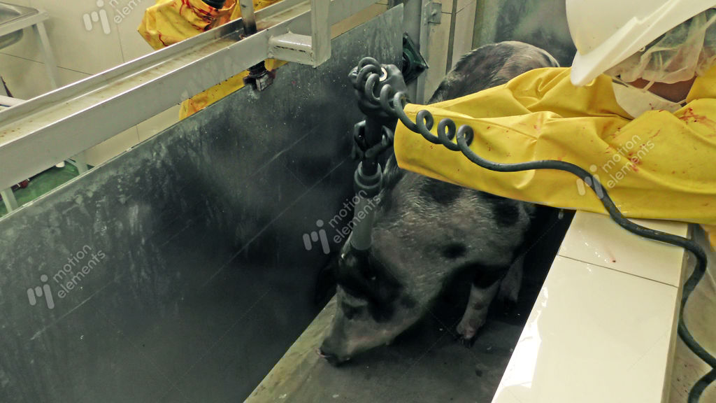 Huge Sow Being Stunned With Electricity In Slaughterhouse Stock video ...
