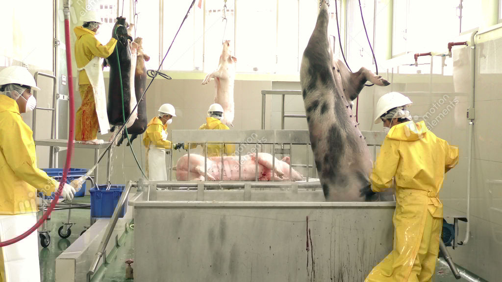 Detailed Scene From Slaughterhouse Interior Stock video footage | 8350546