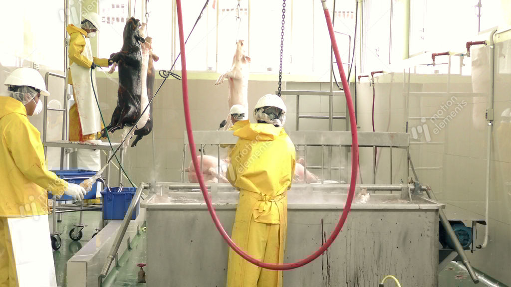 Detailed Scene From Slaughterhouse Interior Stock video footage | 8350546