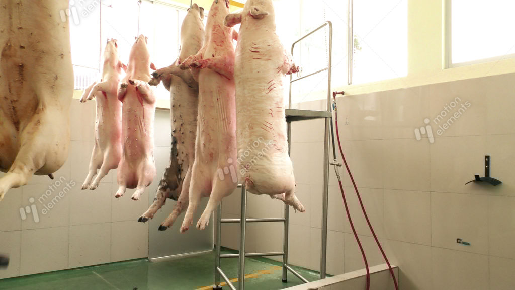 Hanged Pigs Waiting For The Next Slaughter Process Stock video footage ...