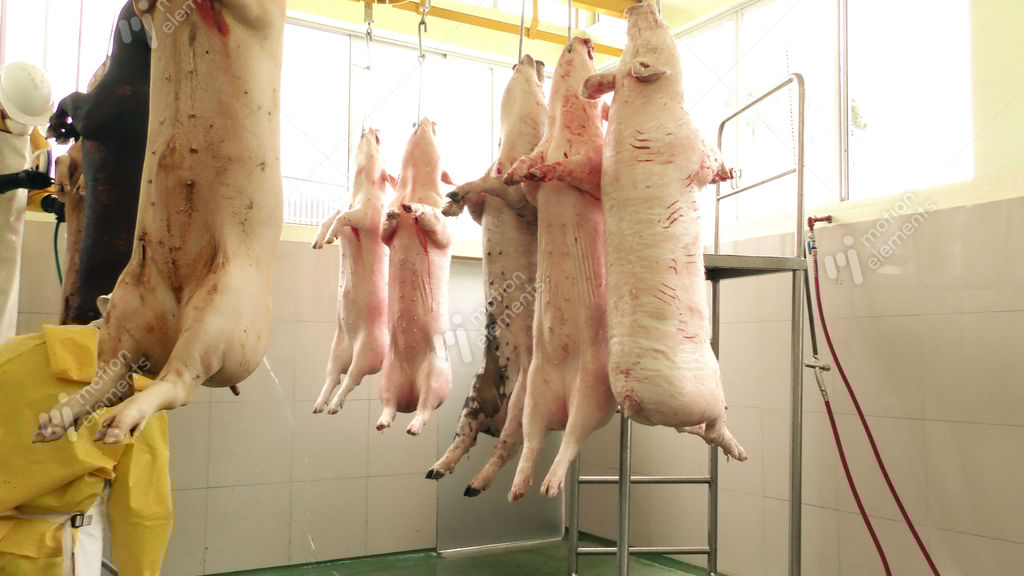 Hanged Pigs Waiting For The Next Slaughter Process Stock video footage ...