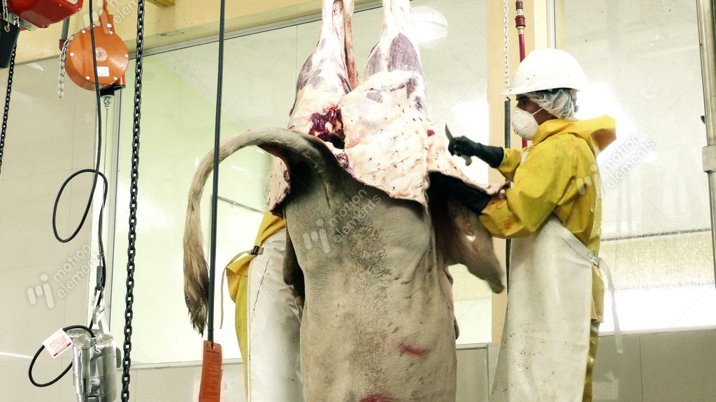 Slaughterhouse Workers Skinning A Cattle Carcass Stock video footage ...